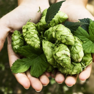 Humle - Hvad kan Humle hjælpe med holistisk?